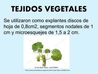 Cultivo in vitro del geranio | PPTX