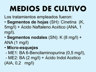 Cultivo in vitro del geranio | PPTX