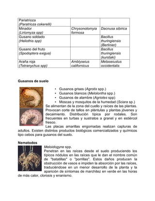 Cultivo jitomate invernadero | PDF
