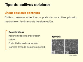 Cultivos celulares | PDF