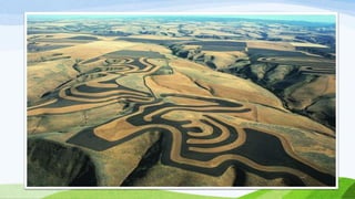 Cultivos de Contorno.pdf | Agriculture | Industries