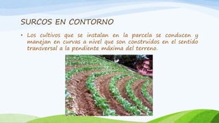 Cultivos de Contorno.pdf