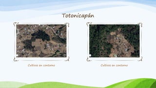 Cultivos de Contorno.pdf