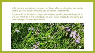 CULTIVO Y MANEJO DE ESPECIES FORRAJERAS-NABO FORRAJERO.pptx