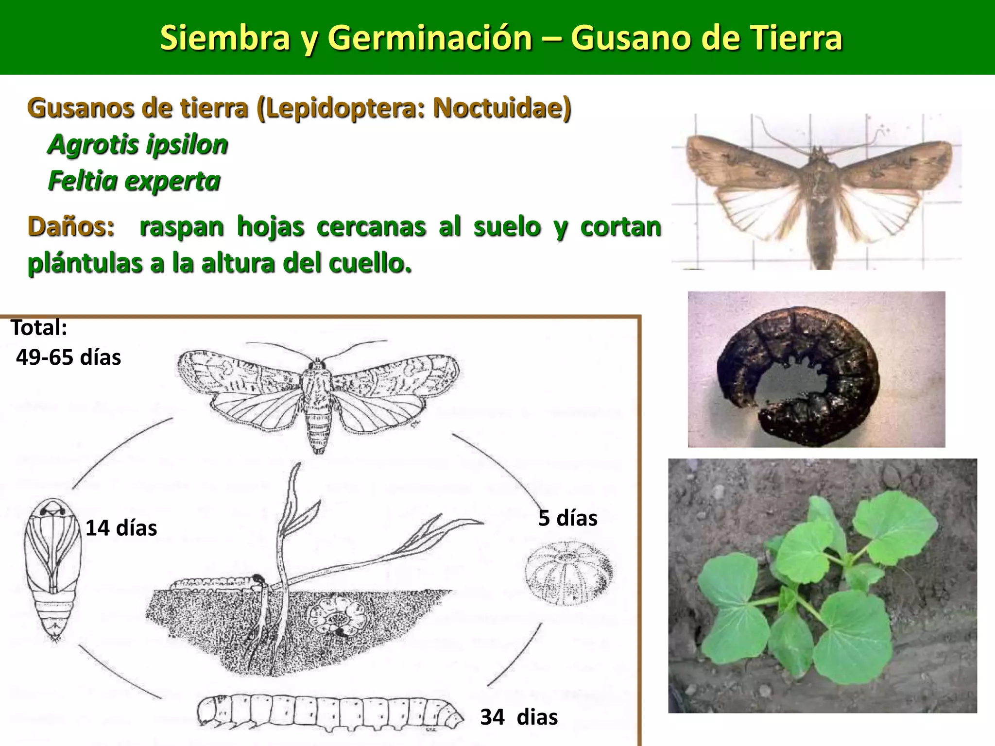 Cultivo zapallo macre | PPT