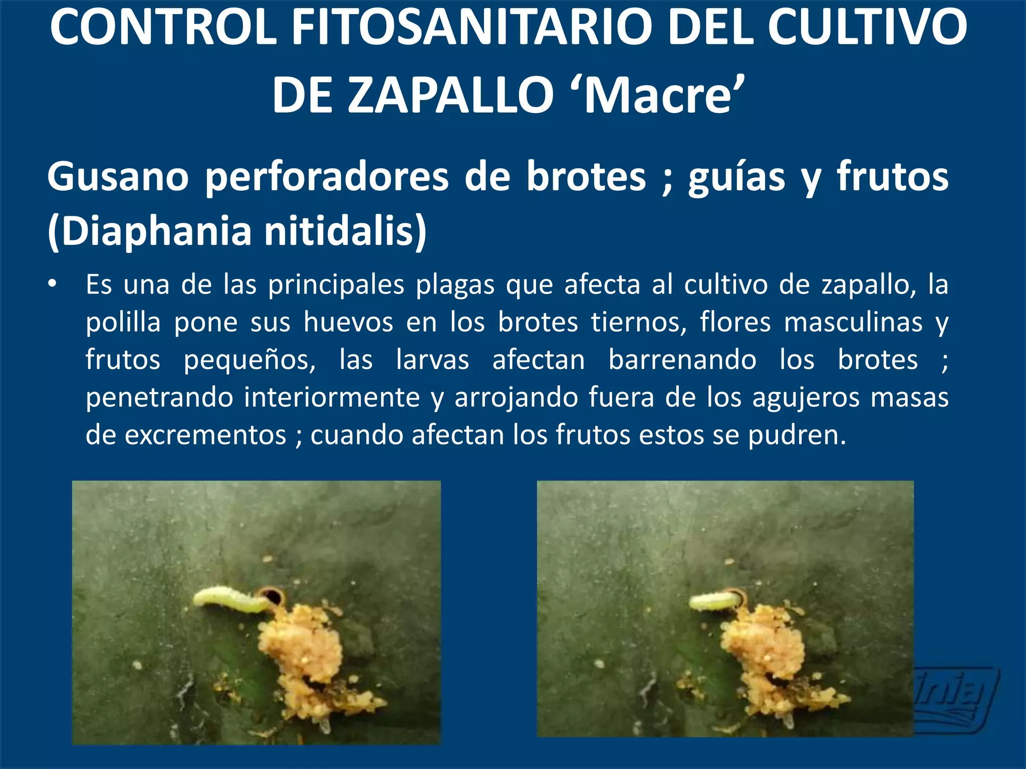 Cultivo zapallo macre | PPT