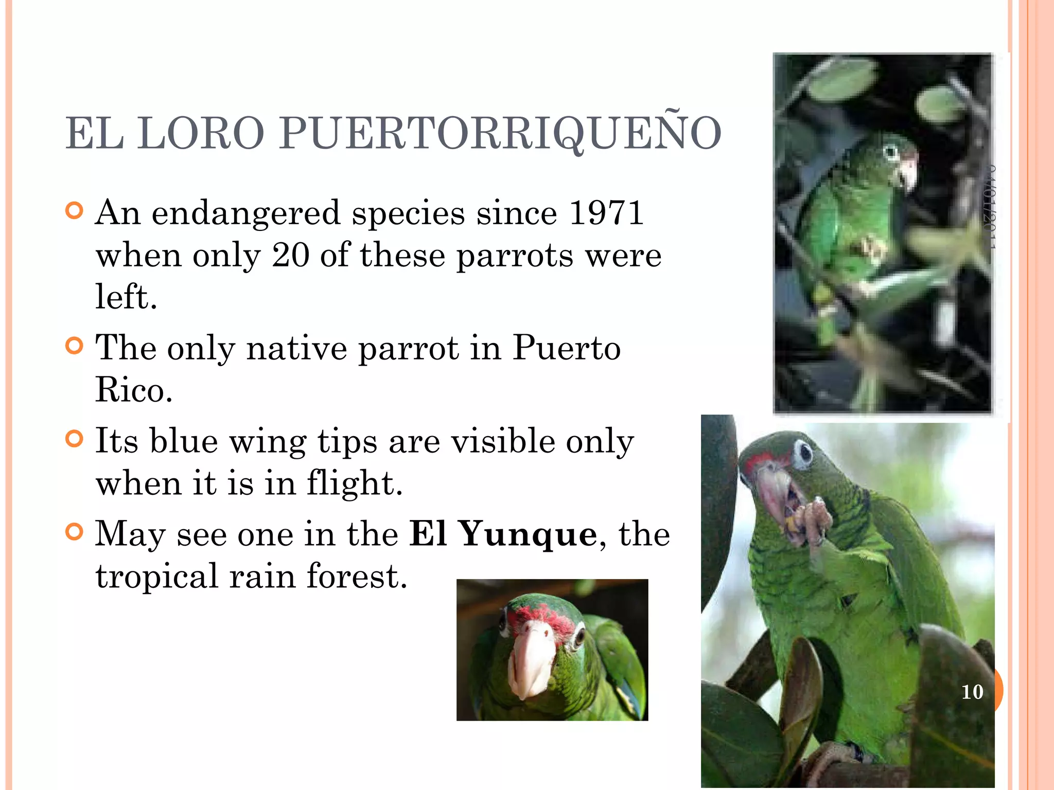 Cultura - Puerto Rico | PPT