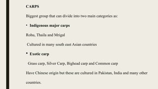 CULTURABLE FISH SPECIES IN PAKISTAN.pptx