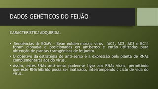 Cultura de feijão biotecnologia | PDF