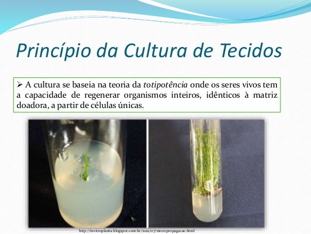 Cultura de tecidos vegetais