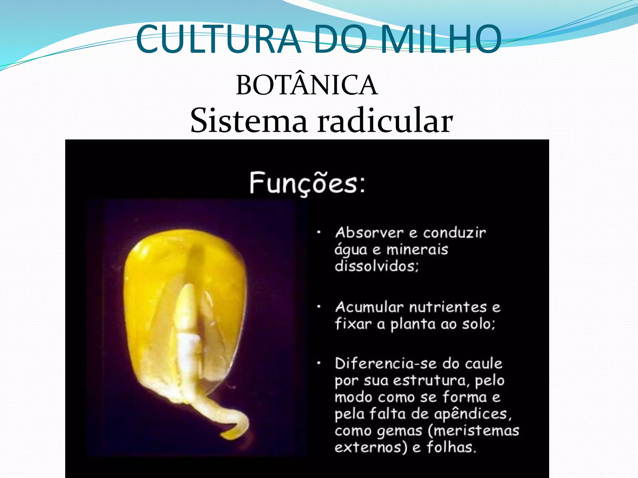 A cultura do Milho | PPTX | Gardening | Home & Garden