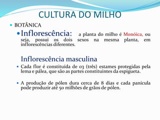 A cultura do Milho | PPTX