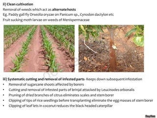 Cultural Pest control methods - Agricuture | PDF