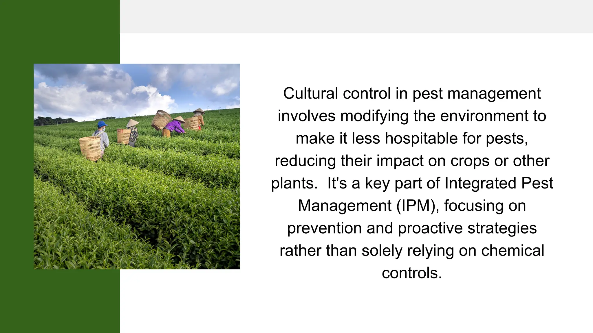 Cultural-Control-Rhechel-Ann-Taborite_113930 (1).pptx