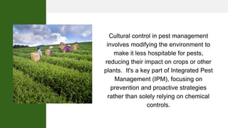 Cultural-Control-Rhechel-Ann-Taborite_113930 (1).pptx