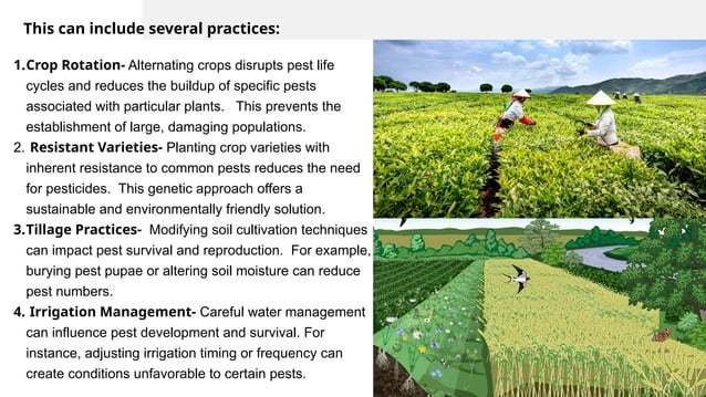 Cultural-Control-Rhechel-Ann-Taborite_113930 (1).pptx