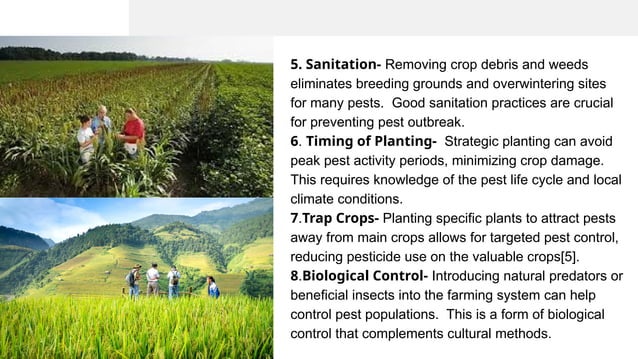 Cultural-Control-Rhechel-Ann-Taborite_113930 (1).pptx