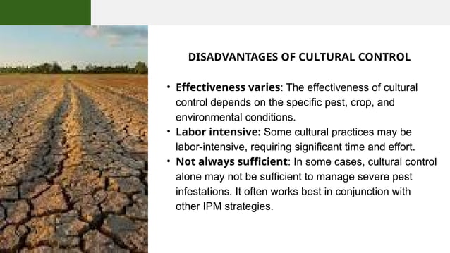 Cultural-Control-Rhechel-Ann-Taborite_113930 (1).pptx