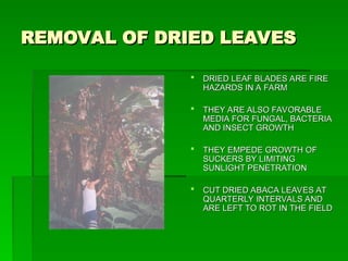 CULTURAL AND MANAGEMENT PRACTICES OF ABACA.ppt
