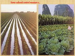 CULTURAL CONTROL of insect pest | PPTX