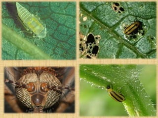 CULTURAL CONTROL of insect pest | PPTX