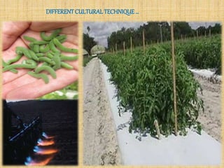 CULTURAL CONTROL of insect pest | PPTX