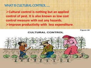 CULTURAL CONTROL of insect pest | PPTX