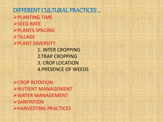 CULTURAL CONTROL of insect pest | PPTX