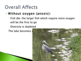 Cultural eutrophication | PPT