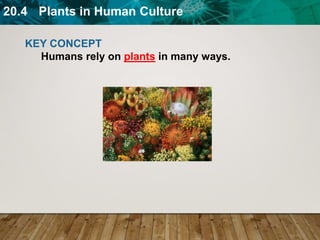 Culturally Significant Plants .ppt
