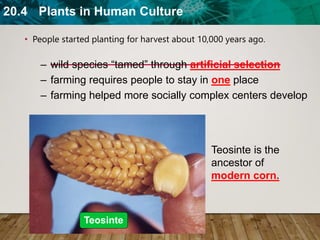 Culturally Significant Plants .ppt