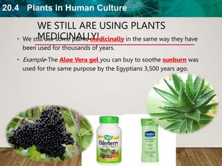 Culturally Significant Plants .ppt