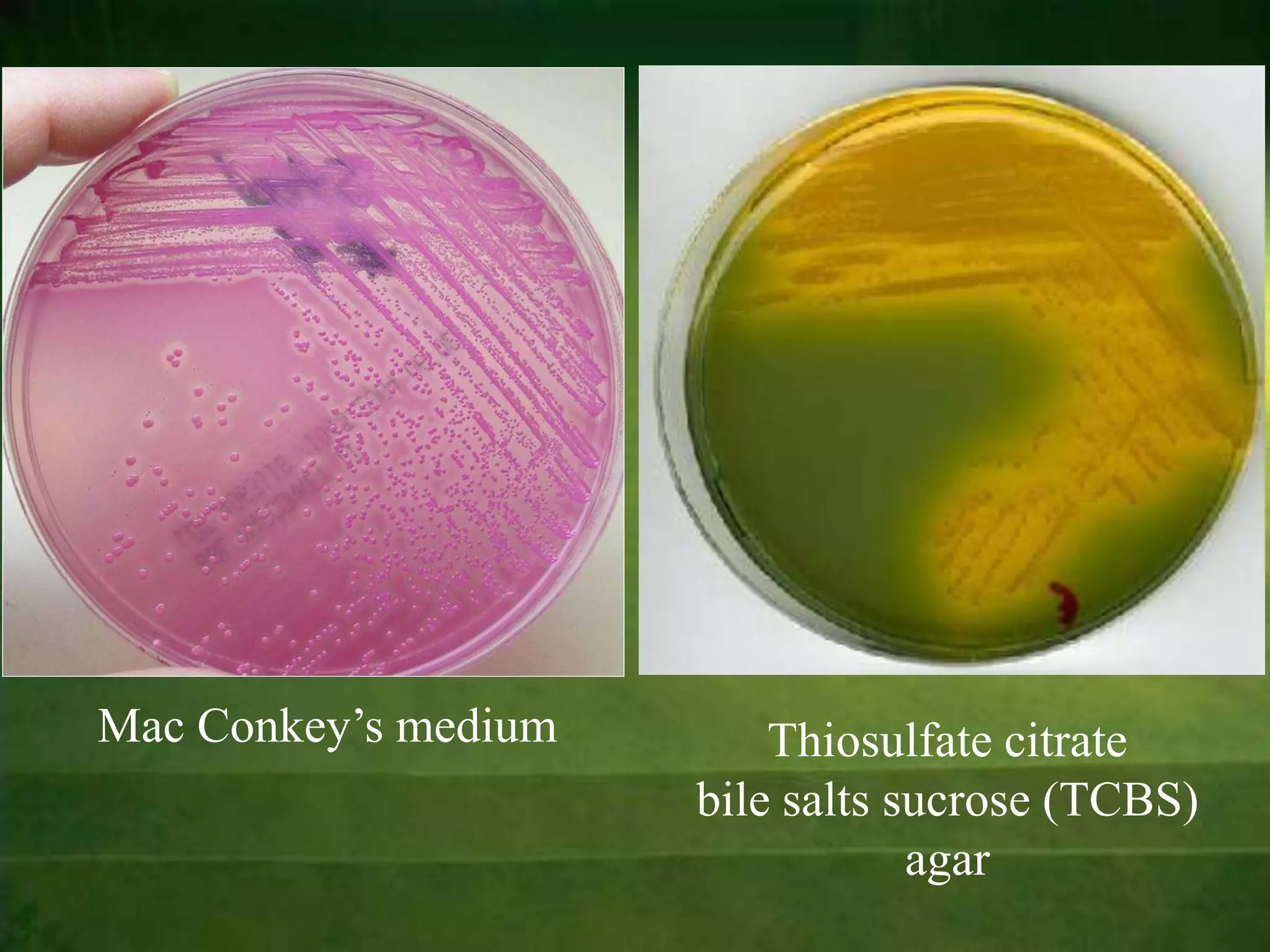 Culture media & methods | PPSX