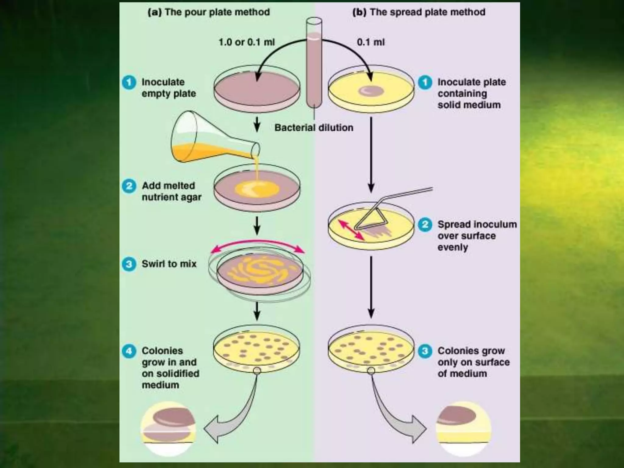 Culture media & methods | PPSX