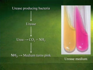 Culture media & methods | PPSX
