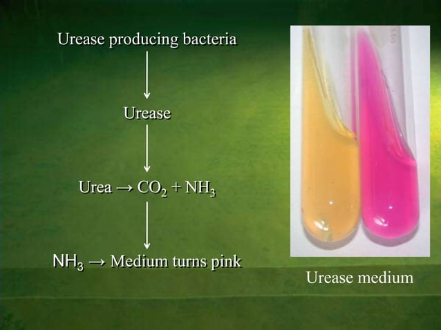 Culture media & methods | PPSX
