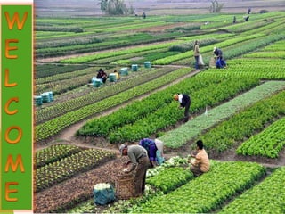 Cultural practices | PPTX