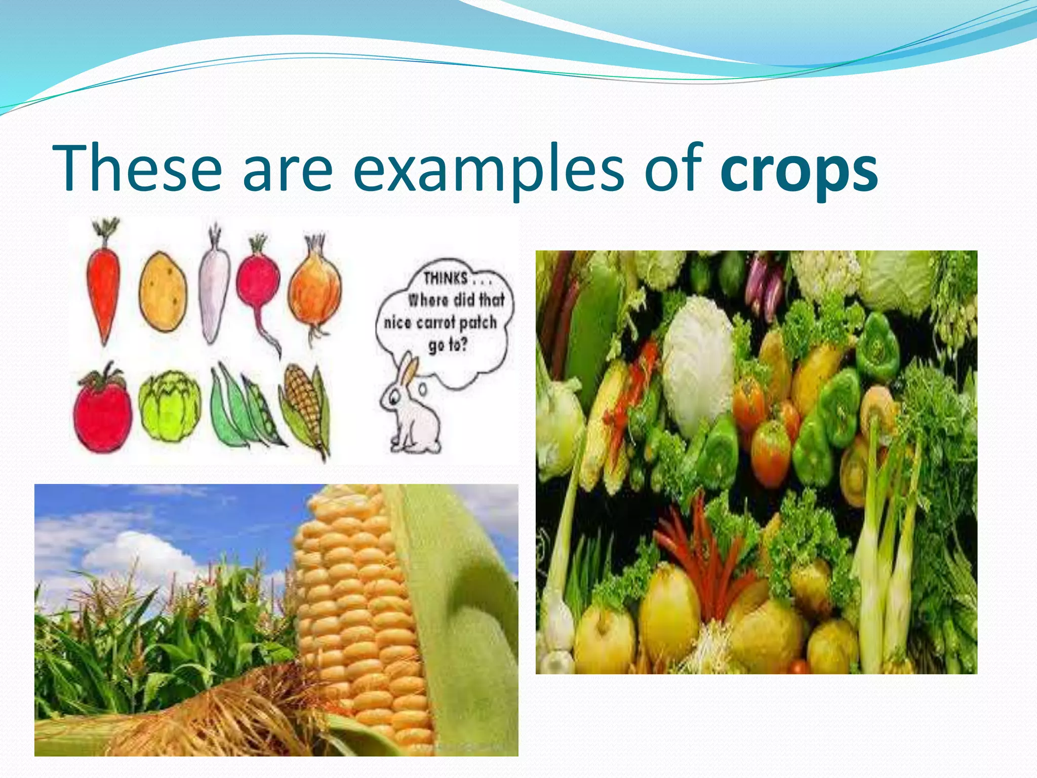 Cultural requirement of crops | PPTX