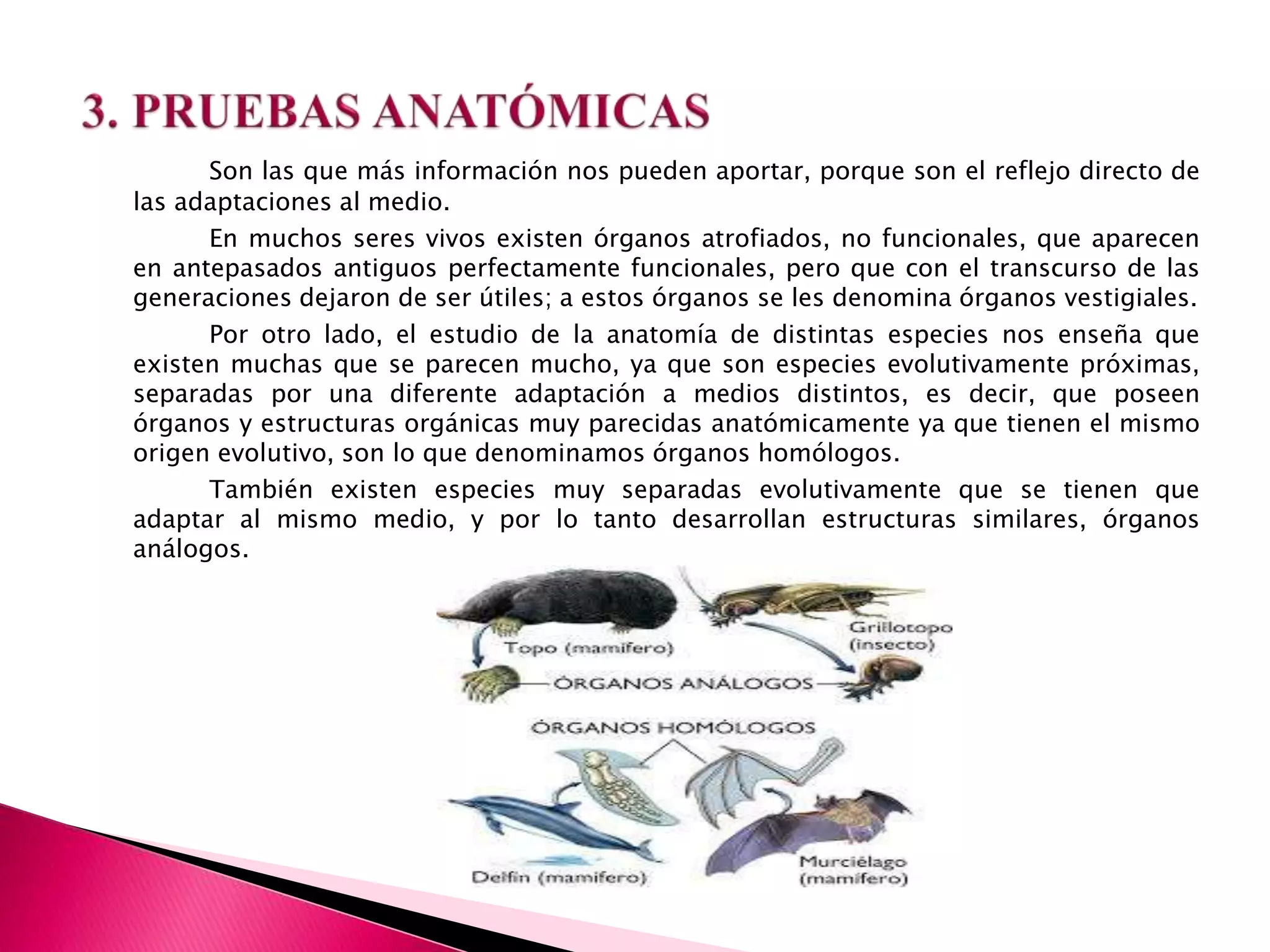 Pruebas de la evolución | PPTX