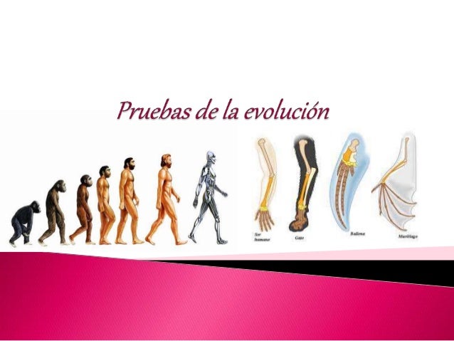 Pruebas de la evolución