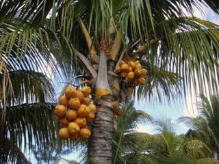 cultura plantelor.pptxcccccccccccccccccc | PPTX