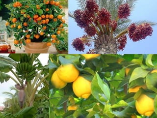 cultura plantelor.pptxcccccccccccccccccc | PPTX