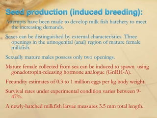 culture-of-milk-fish.3972544.powerpoint.pptx | Fish and Aquariums | Pets