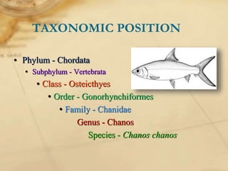 culture-of-milk-fish.3972544.powerpoint.pptx