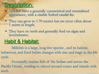 culture-of-milk-fish.3972544.powerpoint.pptx | Fish and Aquariums | Pets
