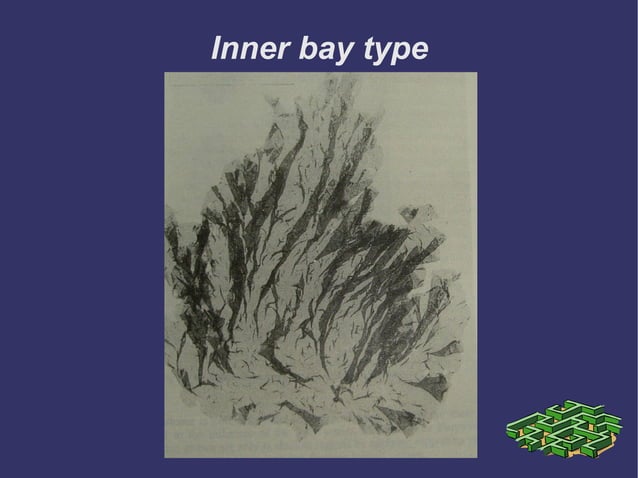 Culture of Monostroma | PPT