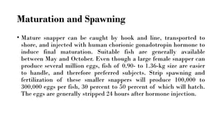 Culturing of Red Snapper Fish Techniques.pptx