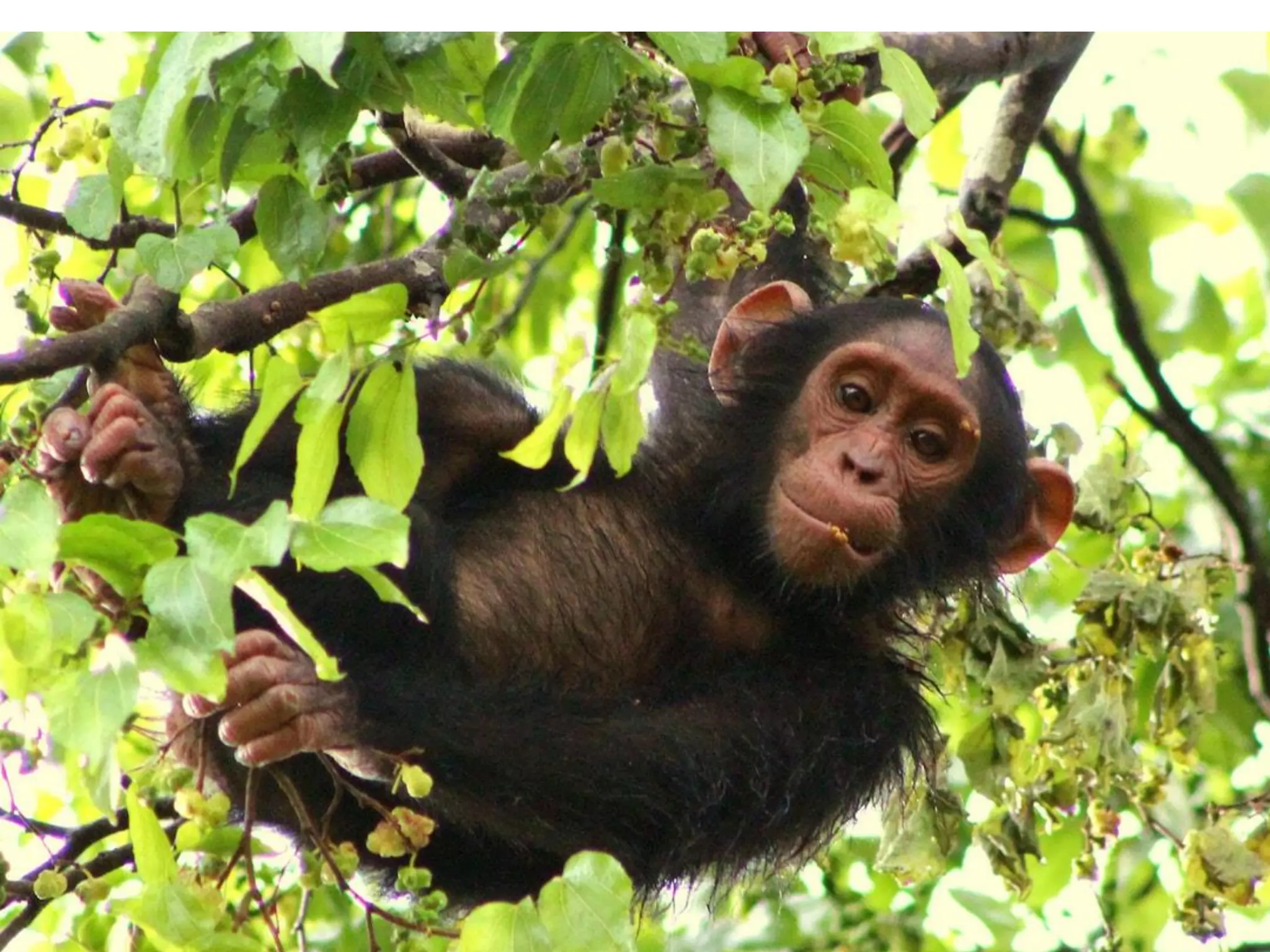 Culture and chimpanzee Conservation in Uganda - Presentation at the ...