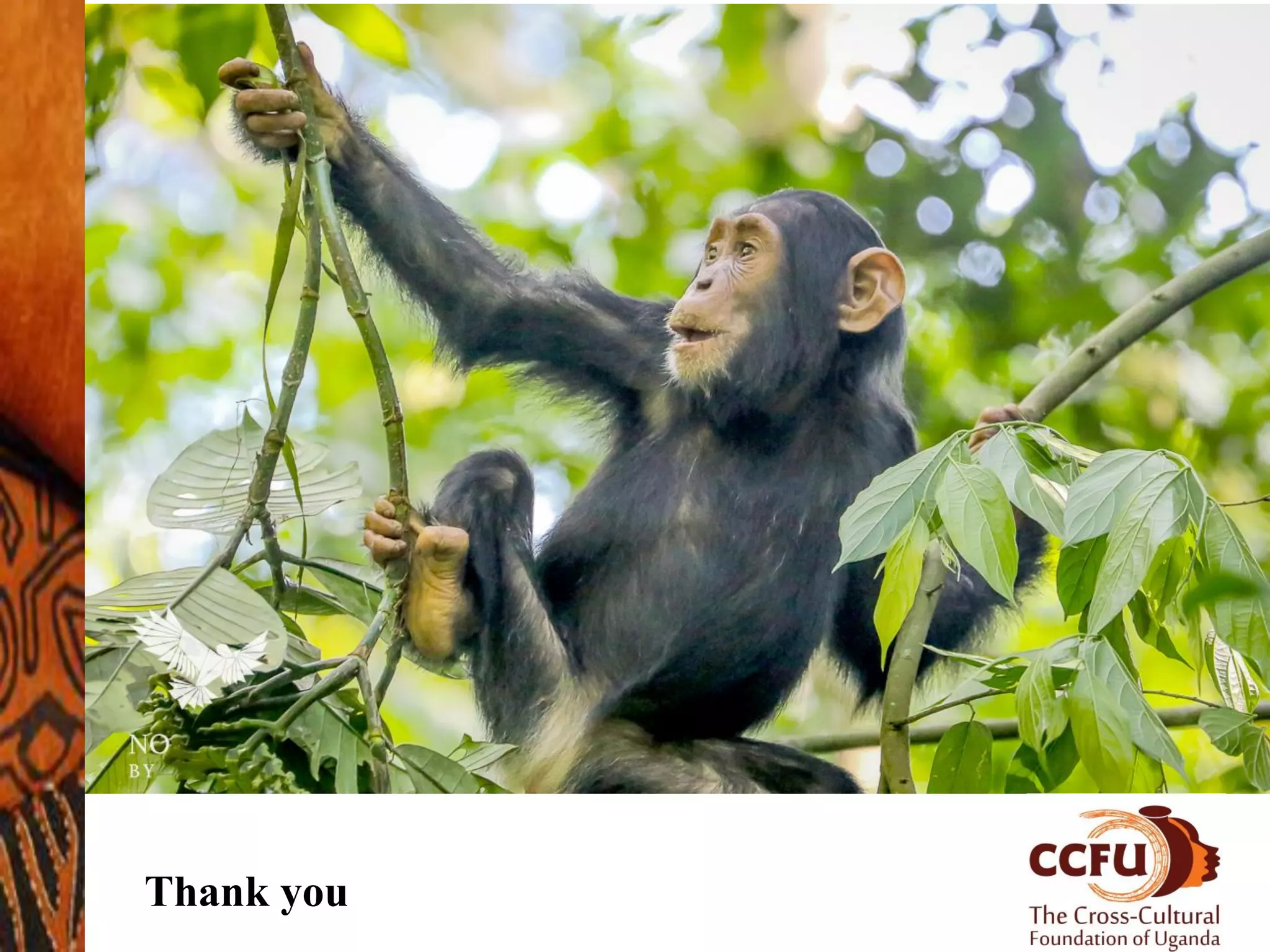 Culture and chimpanzee Conservation in Uganda - Presentation at the ...