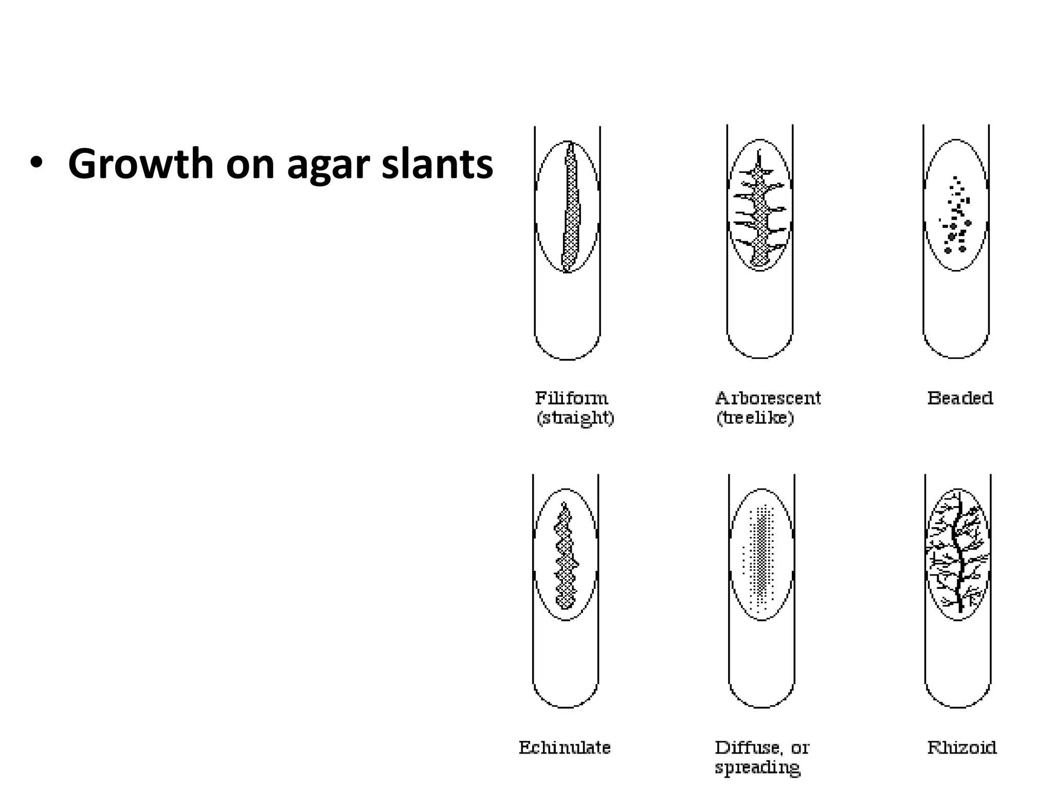 Culture characteristics of bacteria | PPTX